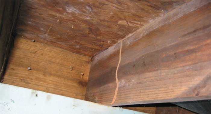 Termite Mud Tubes Ceiling – Homegardensmart.com