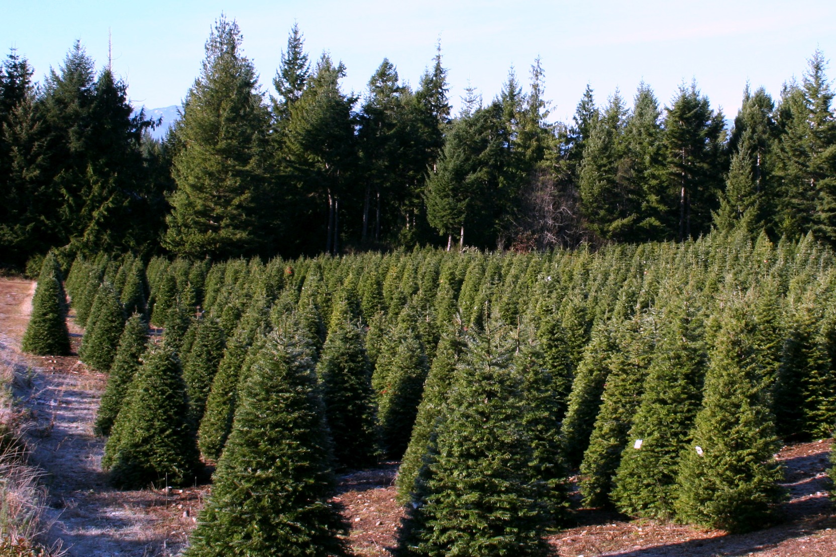 Huber’S Christmas Trees – Homegardensmart.com