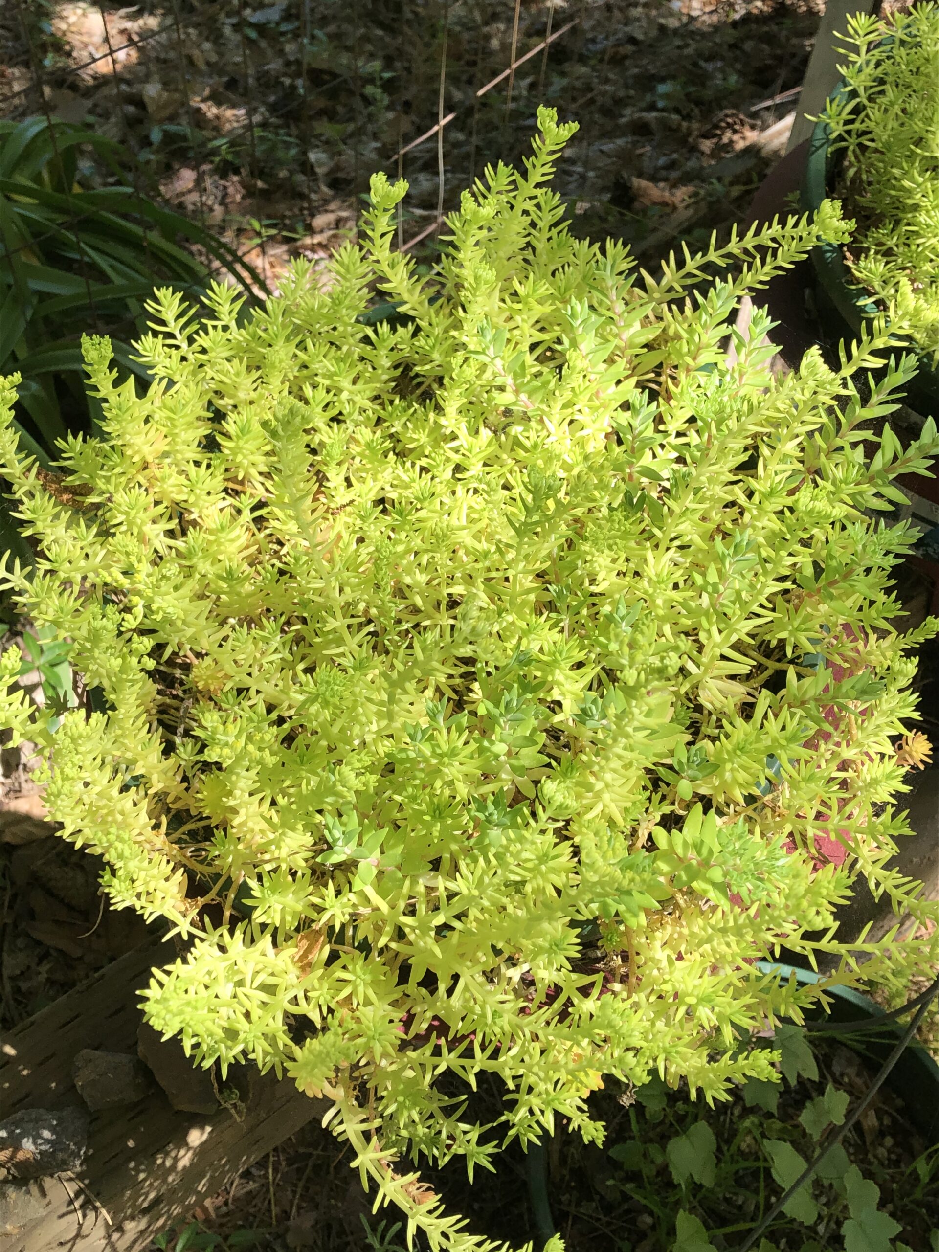 Wolf Mountain Christmas Trees – Homegardensmart.com