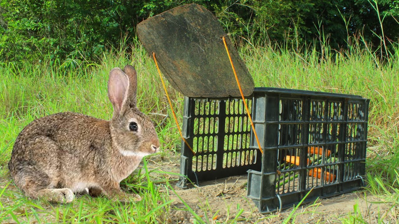 How To Catch Rabbits In Your Backyard – Homegardensmart.com