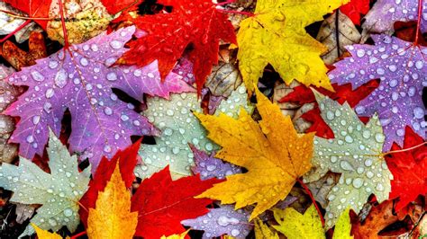 Purple Fall Leaves – Homegardensmart.com